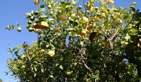 Backyard lemon tree