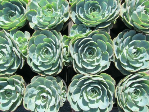 Echeveria Blue Rose (Echeveria imbricate)