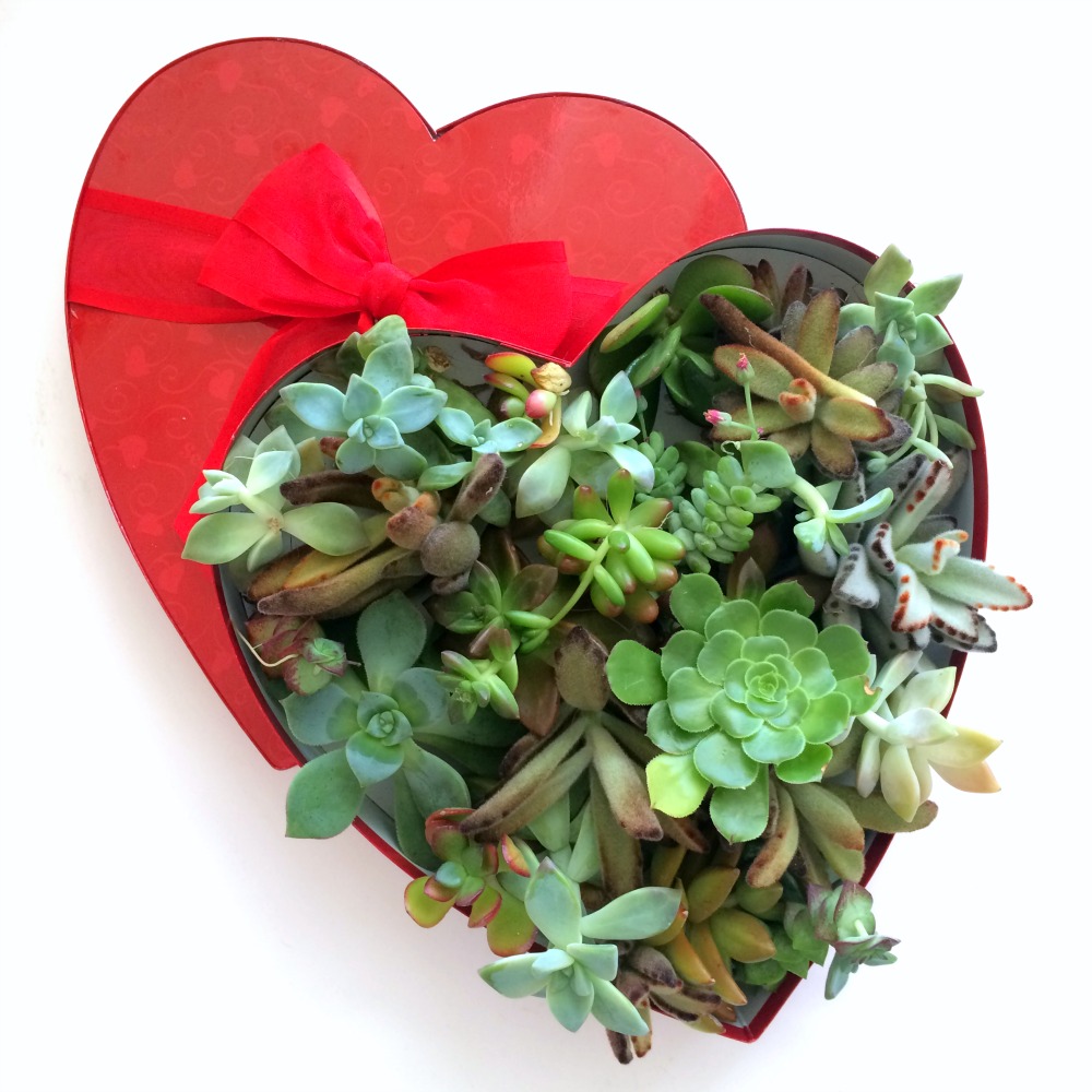 How about succulent cuttings in a heart-shaped box? Instead of ...